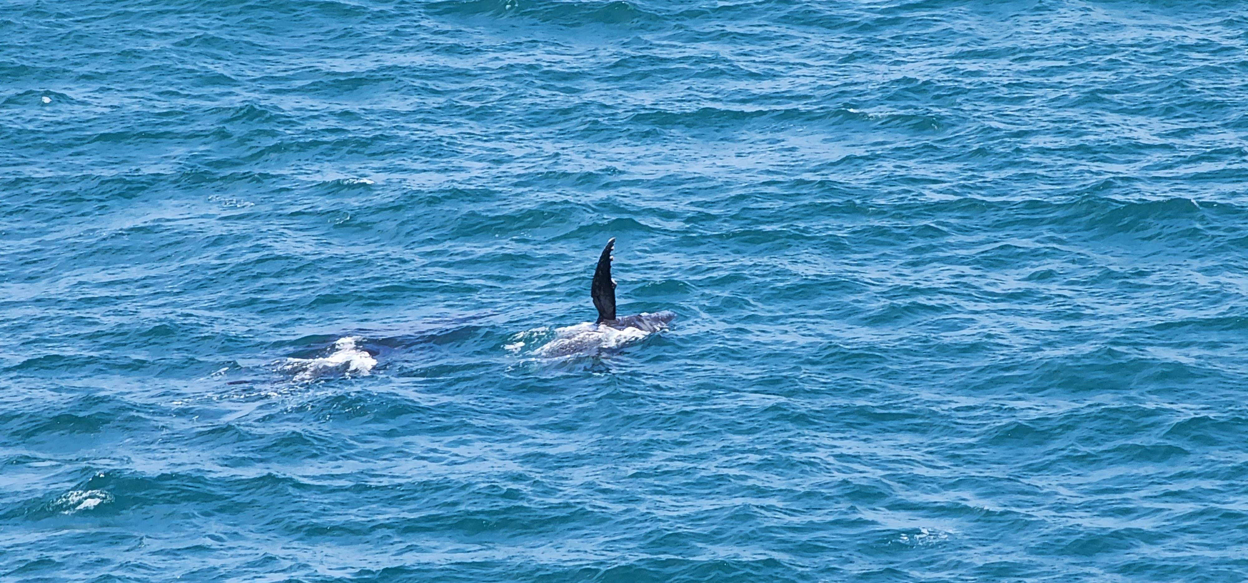 TUBARAO, BRAZIL - Samsung Members