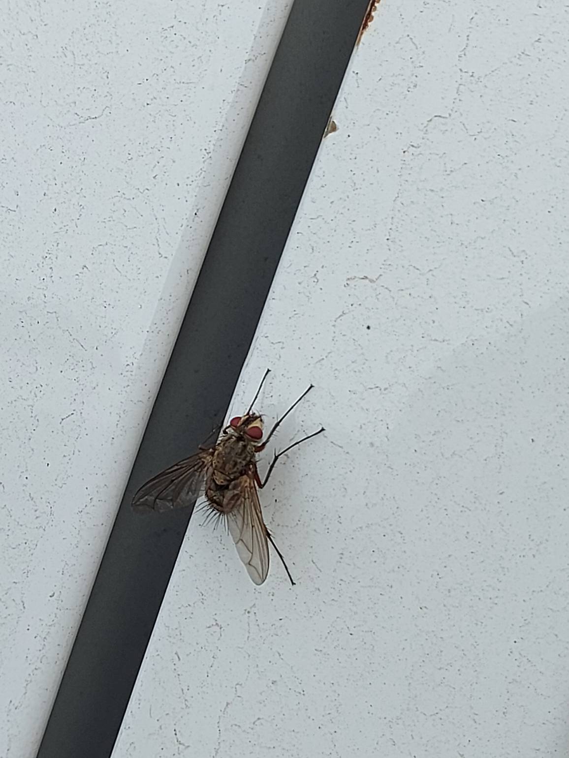 Mosca fea pero a la vez increíble - Samsung Members