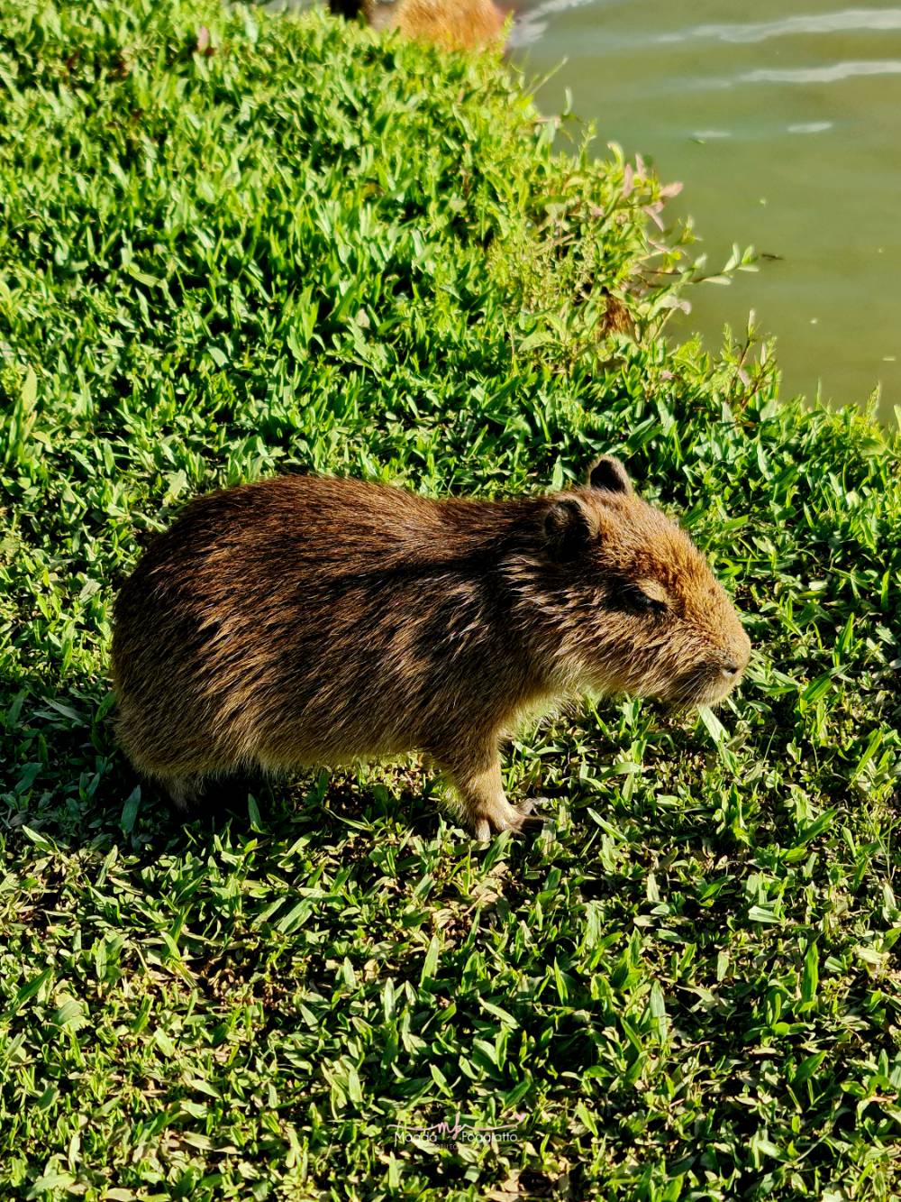 Bebê capivara 🥰🥰 - Samsung Members