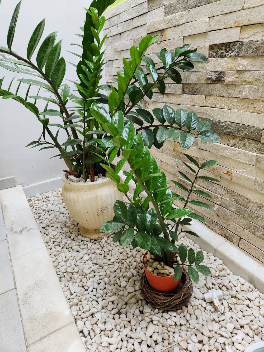 Plantas - Samsung Members