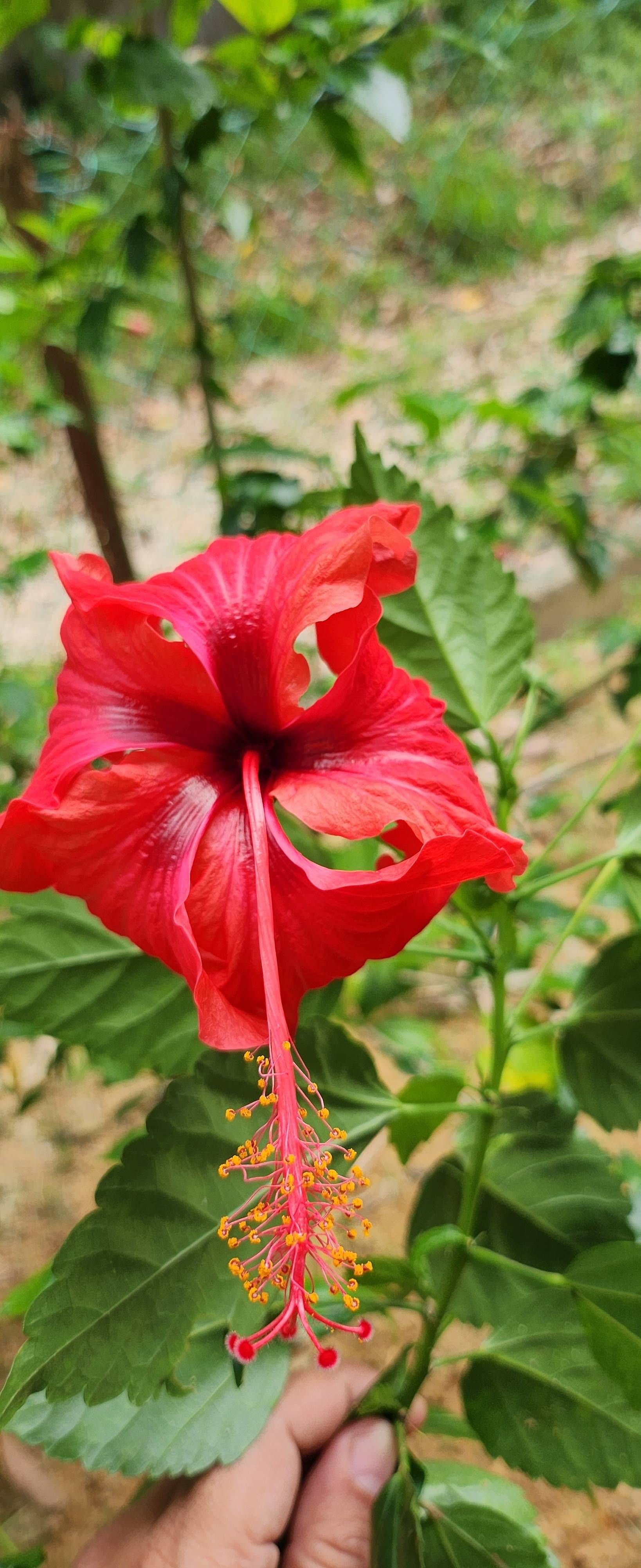 Bunga raya @ Z flip 4 - Samsung Members