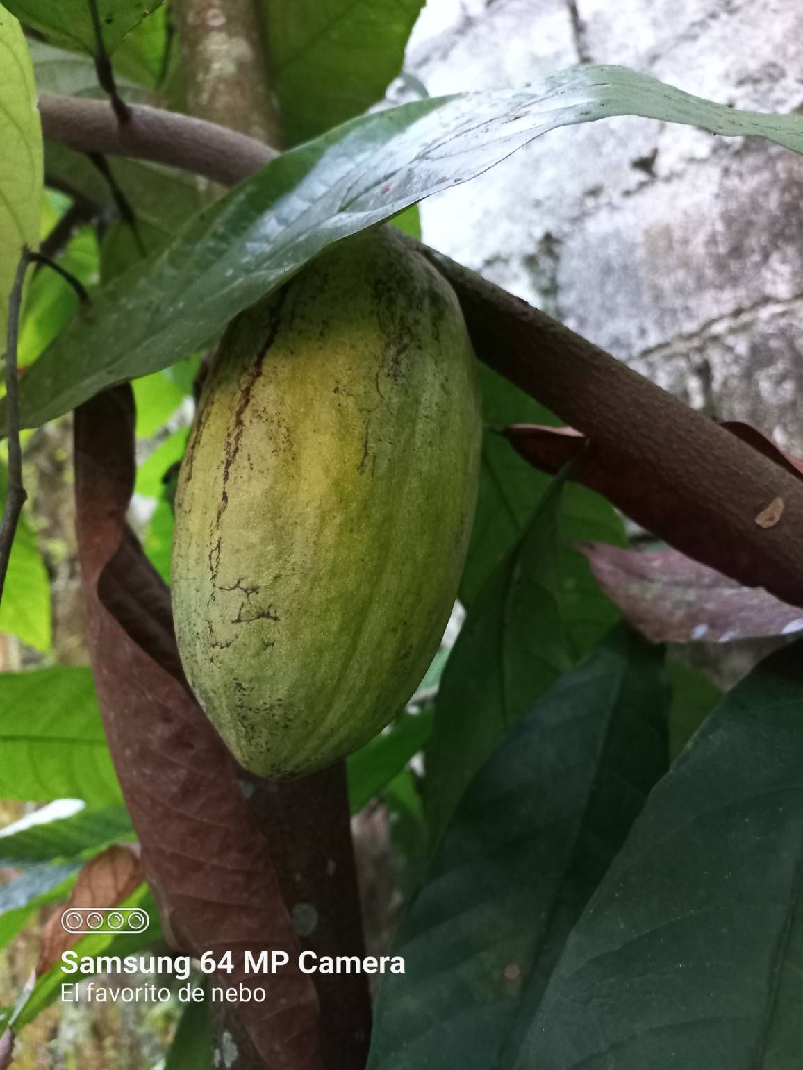 El chocolate - Samsung Members