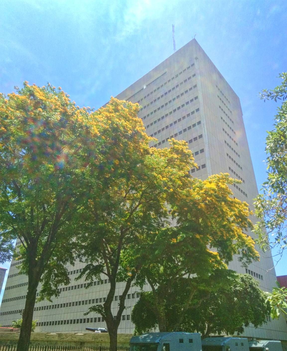 Narra Trees in Bloom - Samsung Members