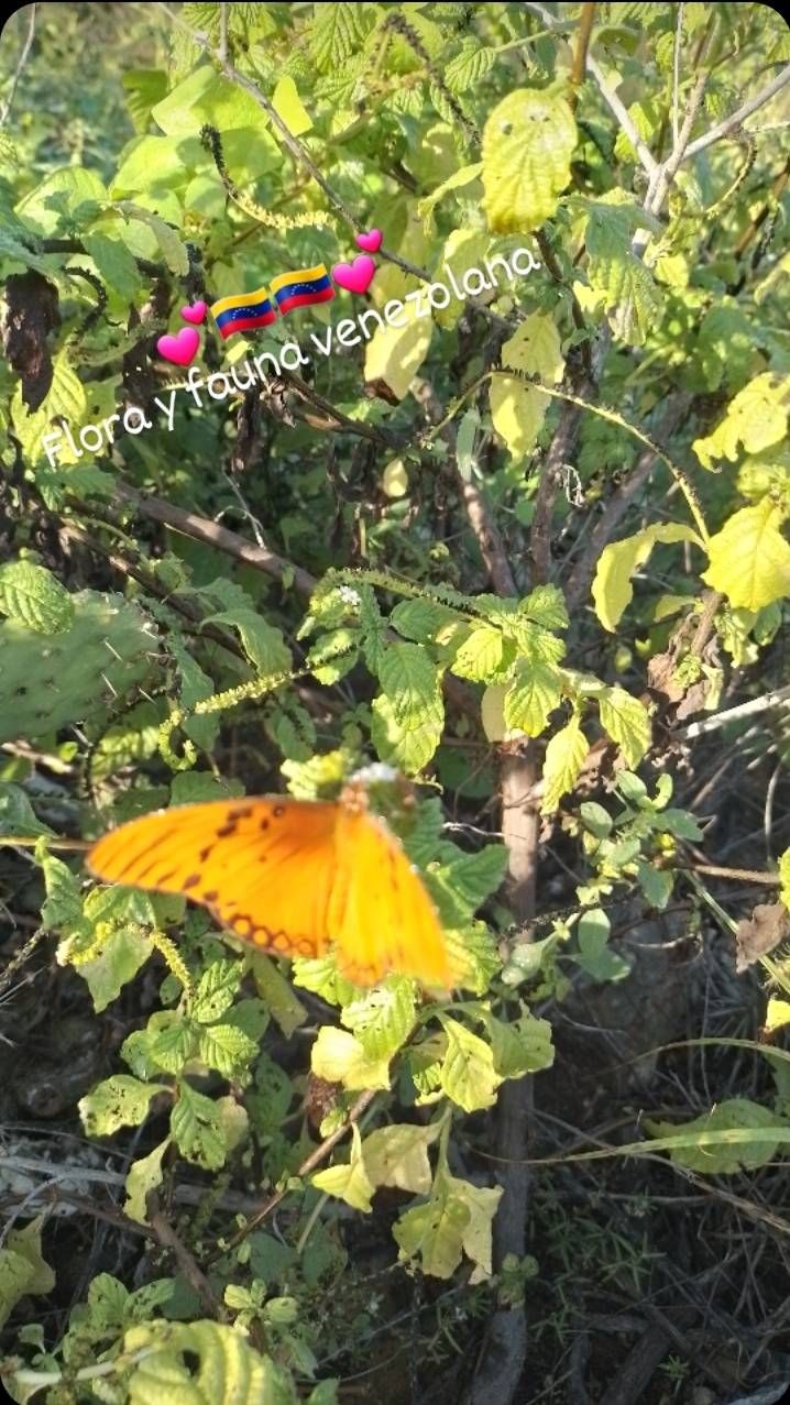 Flora y fauna de Venezuela - Samsung Members