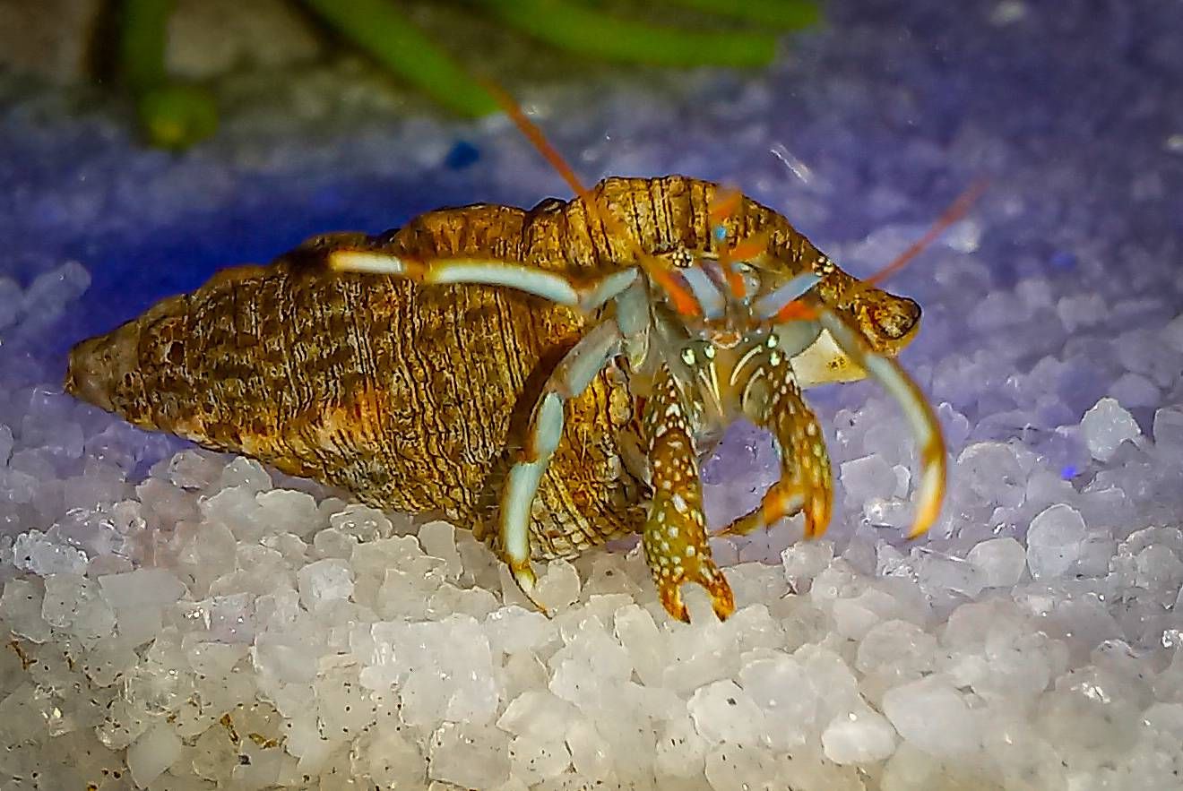 Mini paguro - Samsung Members