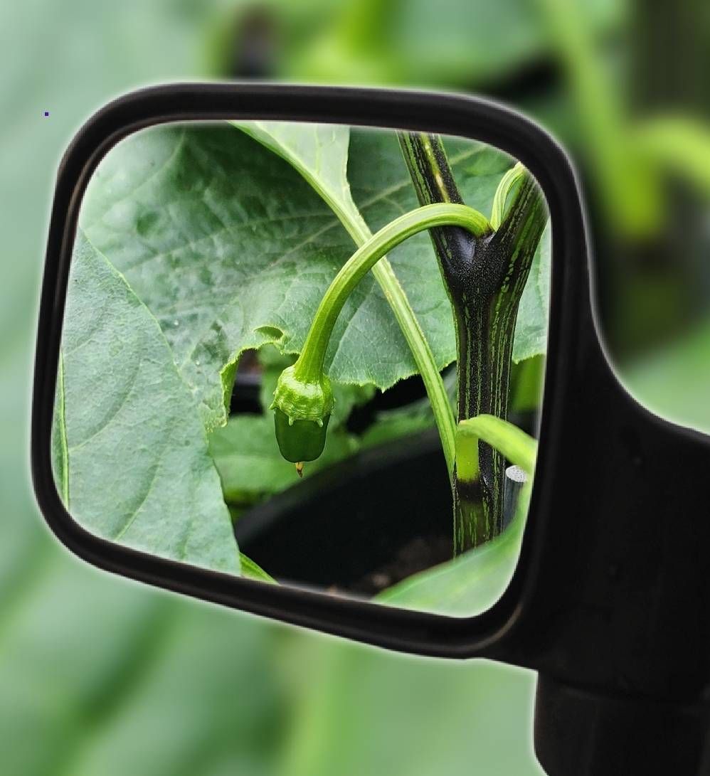 RIP glass editor - Samsung Members