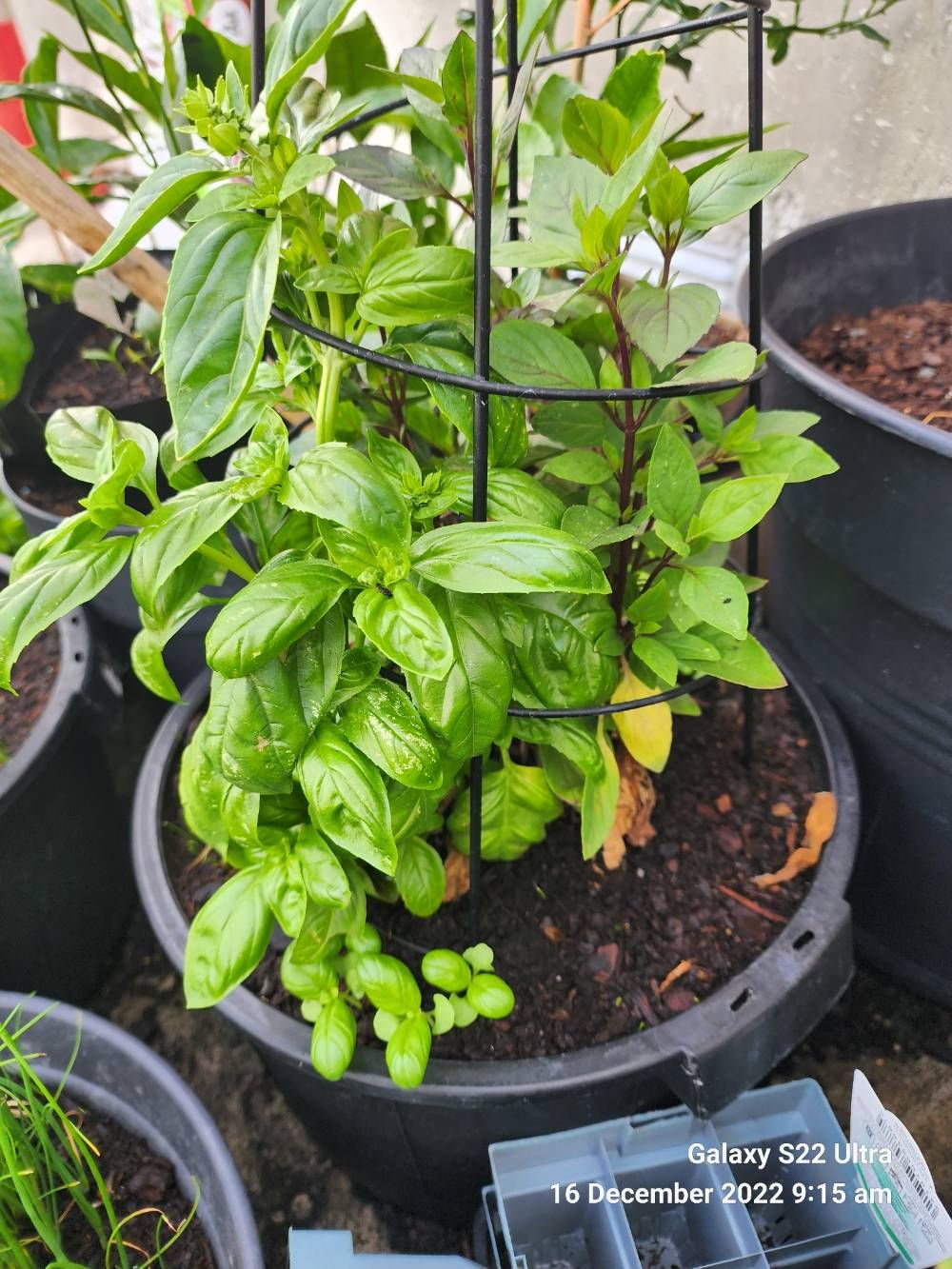 Basil tower 🗼 - Samsung Members