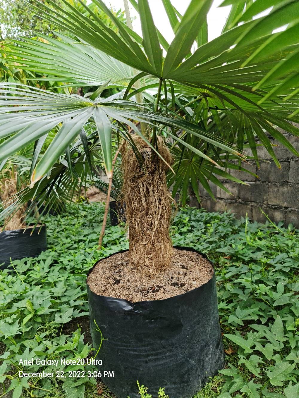 Bearded palm - Samsung Members