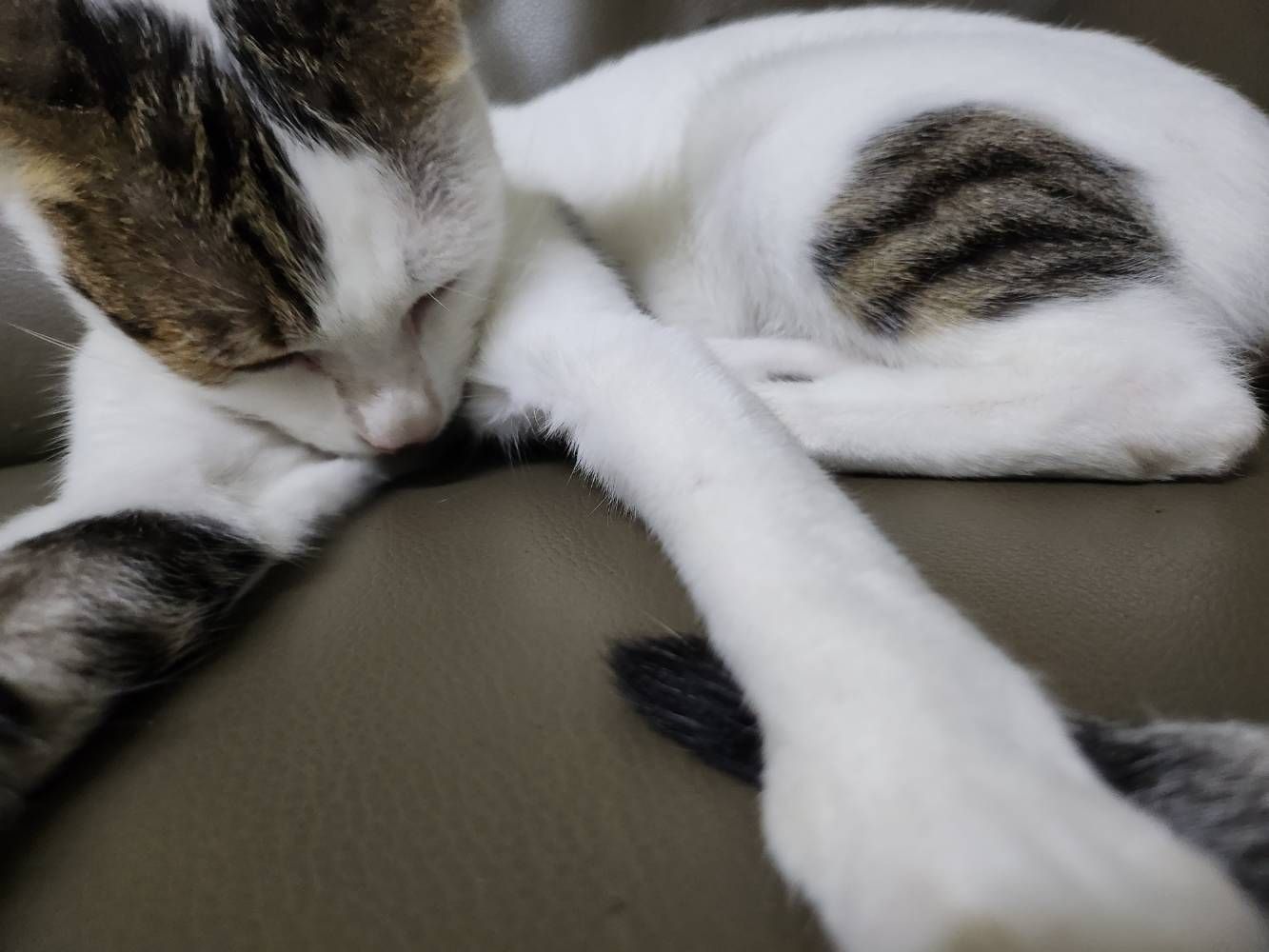 Cat cat - Samsung Members