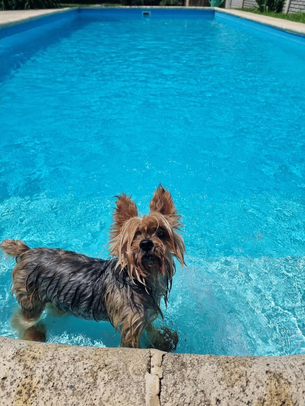 Whisky - Samsung Members