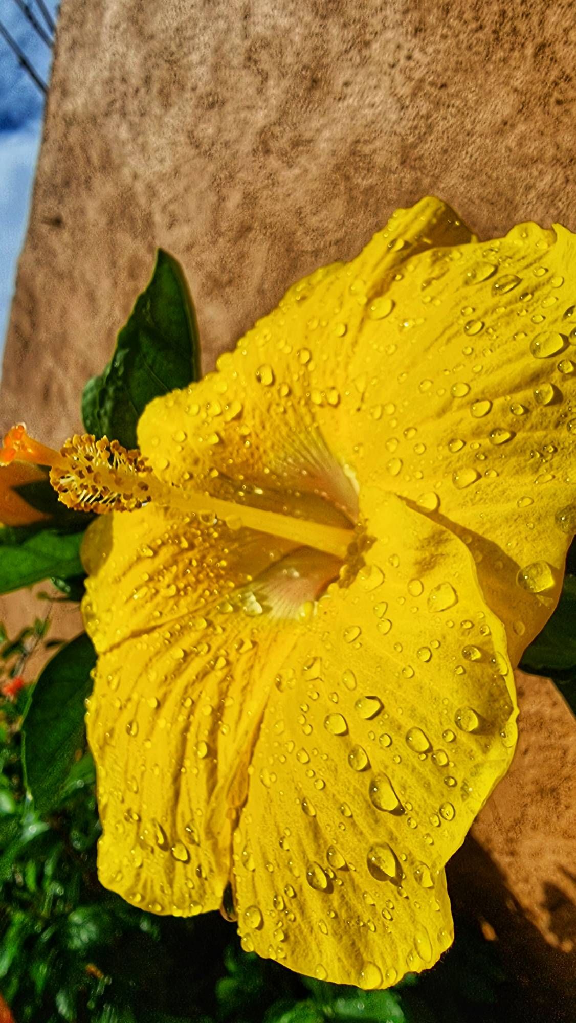 Yellow/Amarillo - Samsung Members