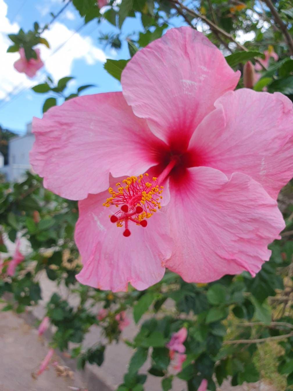 S10e flor de 5 pétalas perfeitas - Samsung Members