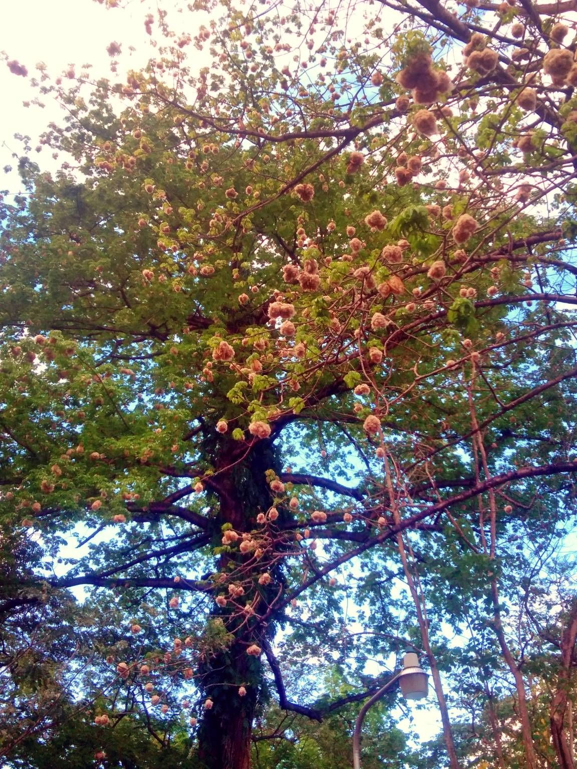 Cotton Trees 📍 University of the Philippines, Que... - Samsung Members