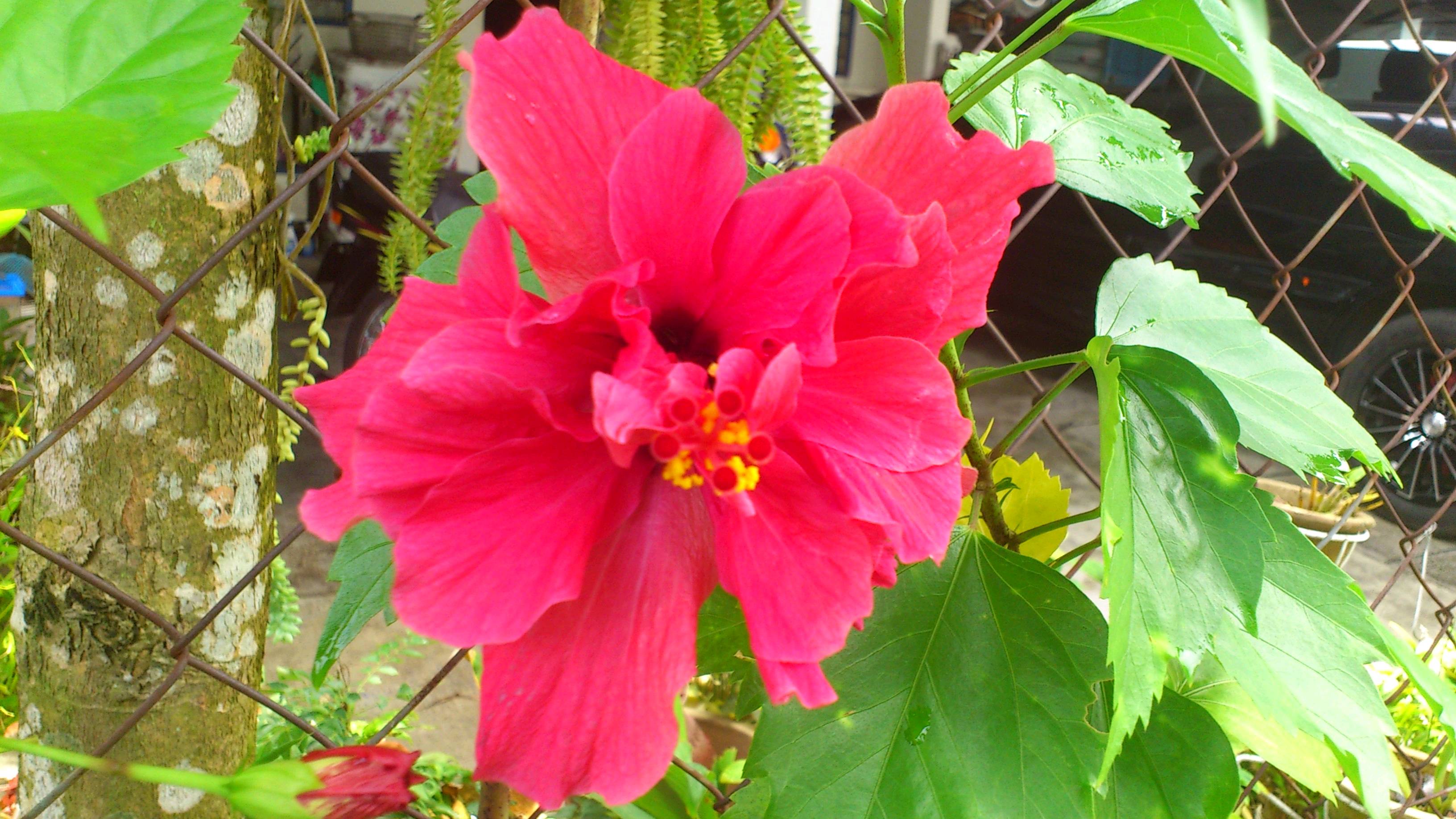 bermacam jenis dan warna bunga raya... - Samsung Members