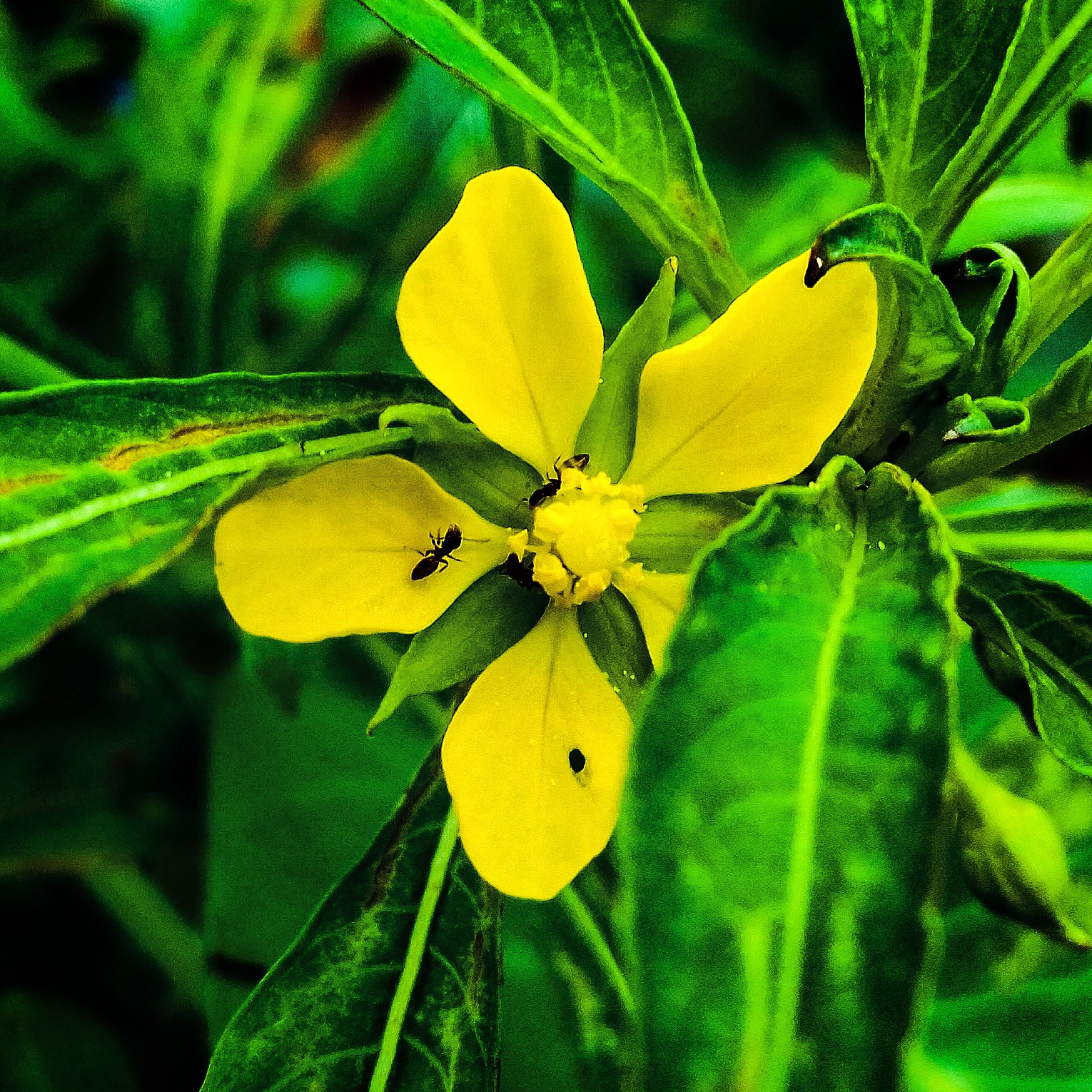 Warna Kuning Cerahku - Samsung Members