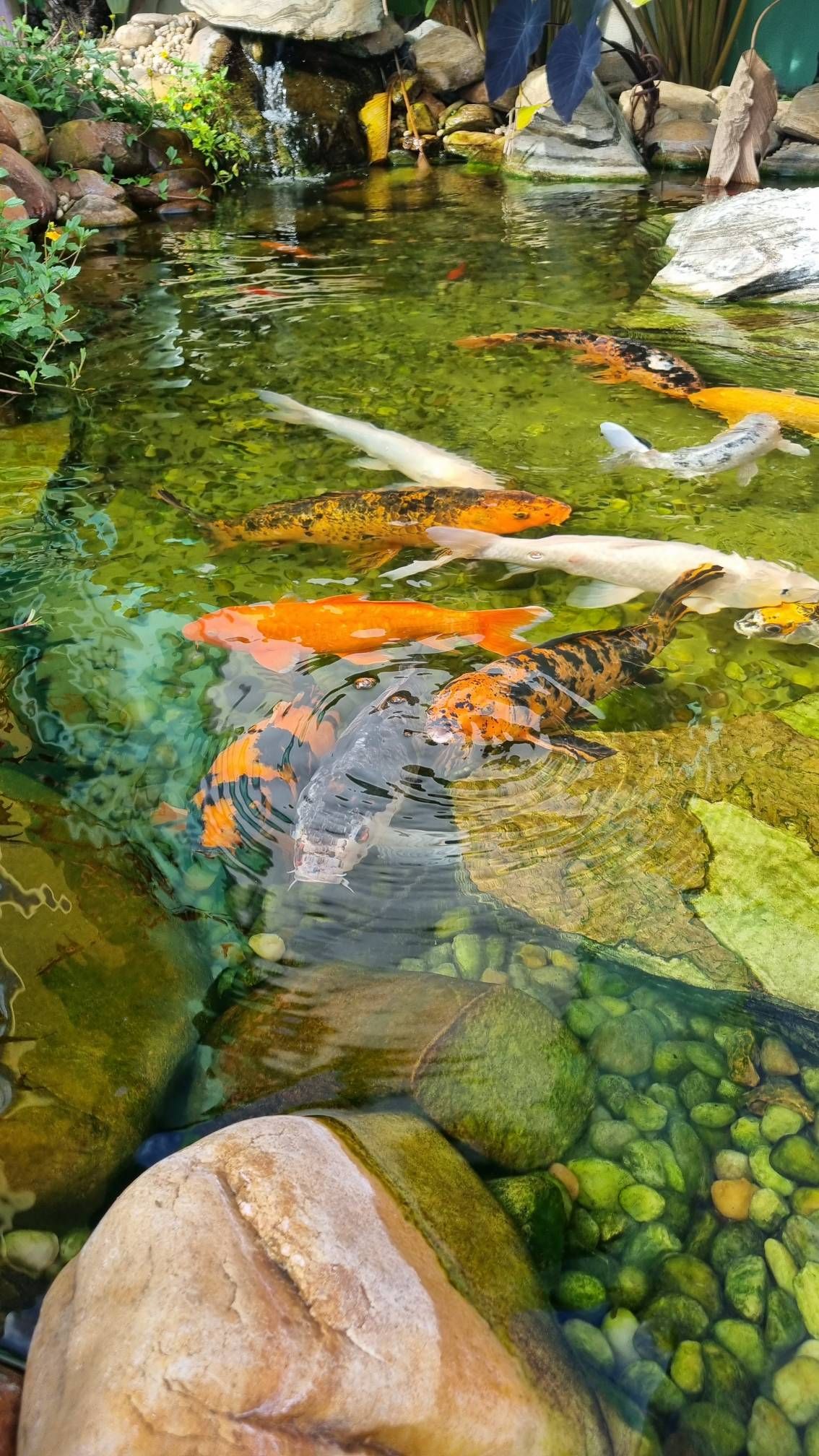 Carpa - Samsung Members