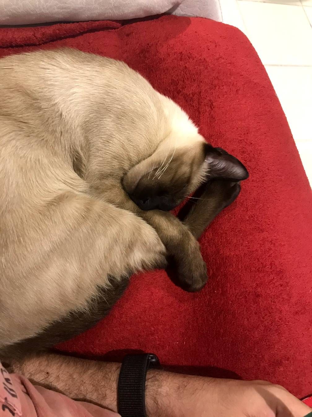 Cat - Samsung Members