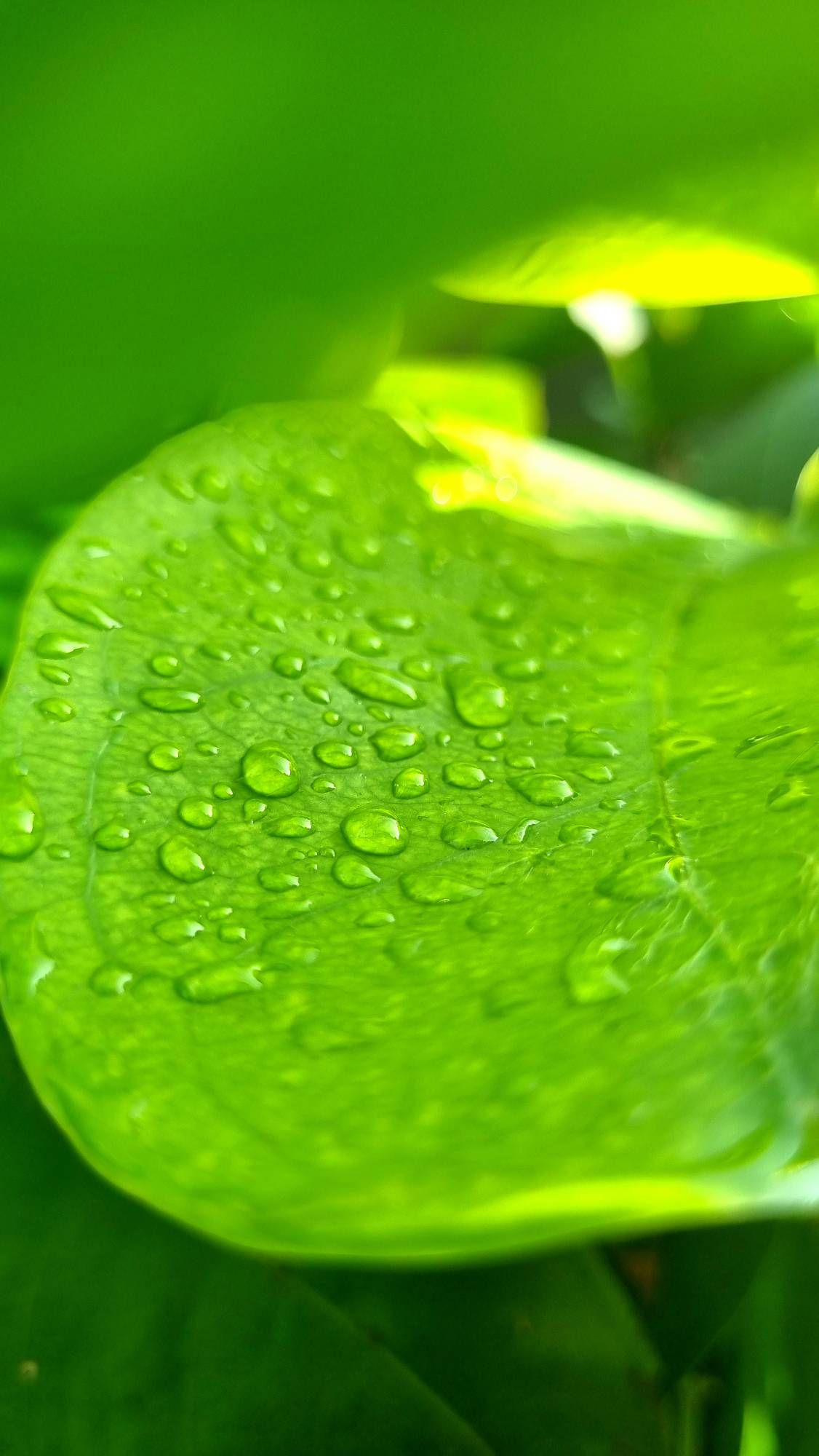 Bulir Air Hujan - Samsung Members