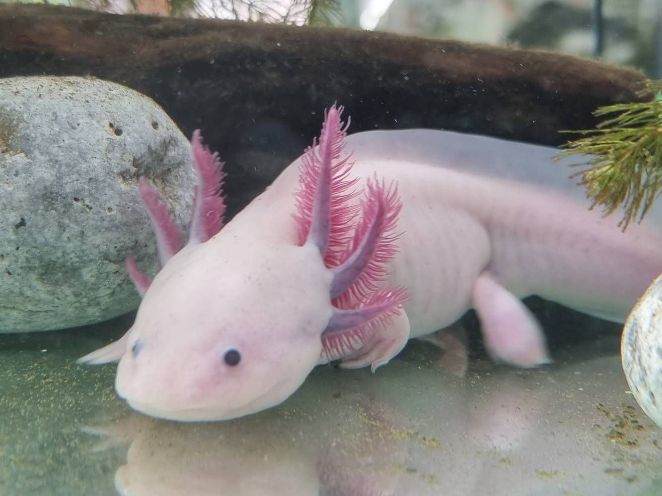 Museo axolotl (mini dios vivo) - Samsung Members