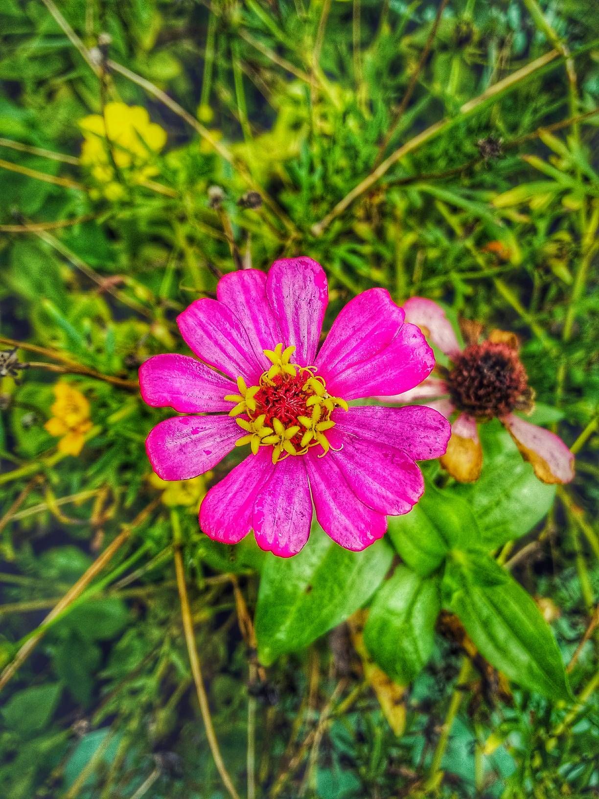 Bunga di tepi jalan - Samsung Members