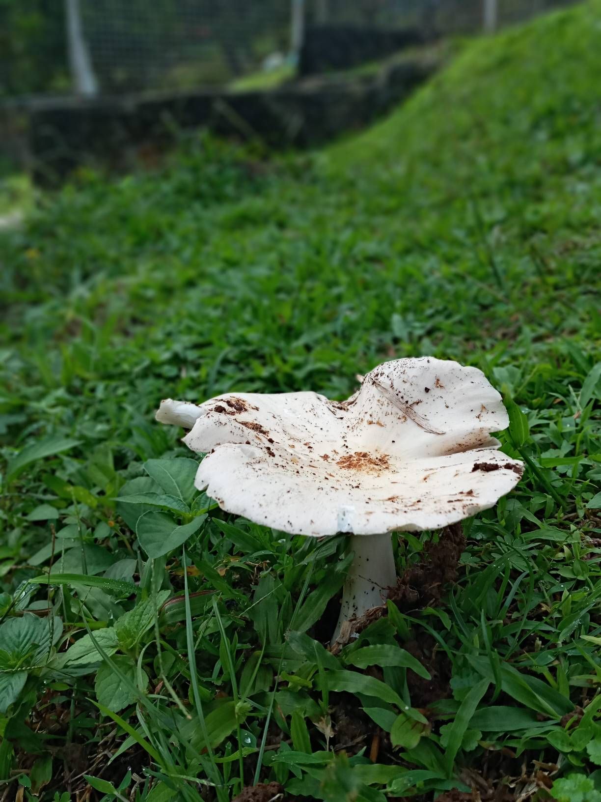 Mencari Jamur Bulan besama galaxy A10s - Samsung Members