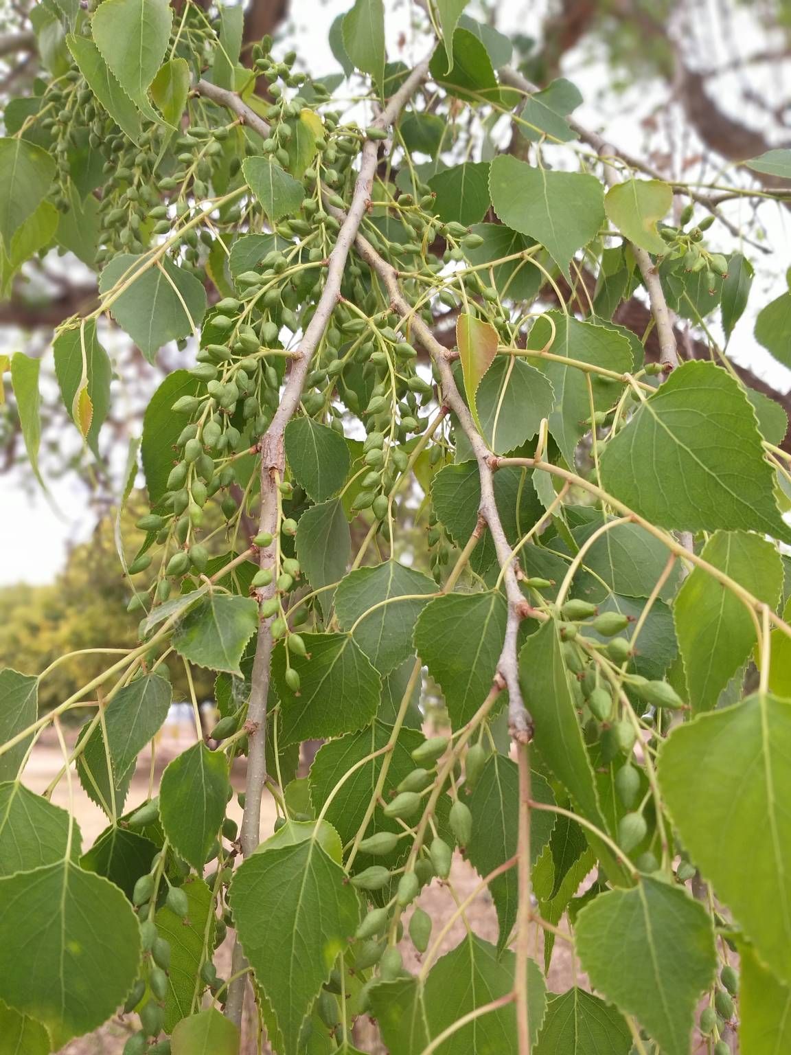 Alamo árboles ancestrales y de grandes propiedades... - Samsung Members