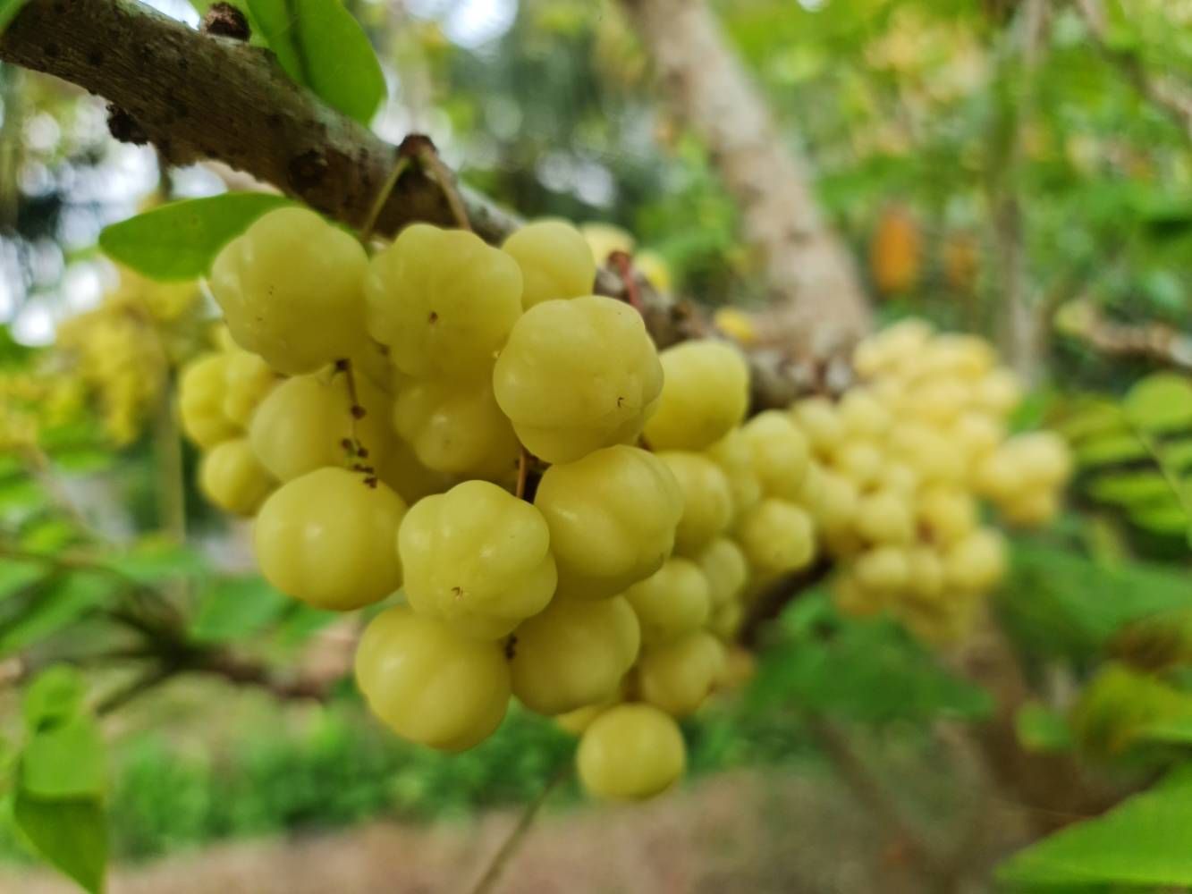 Ini Anggur Malaysia ( Cermai ) - Samsung Members