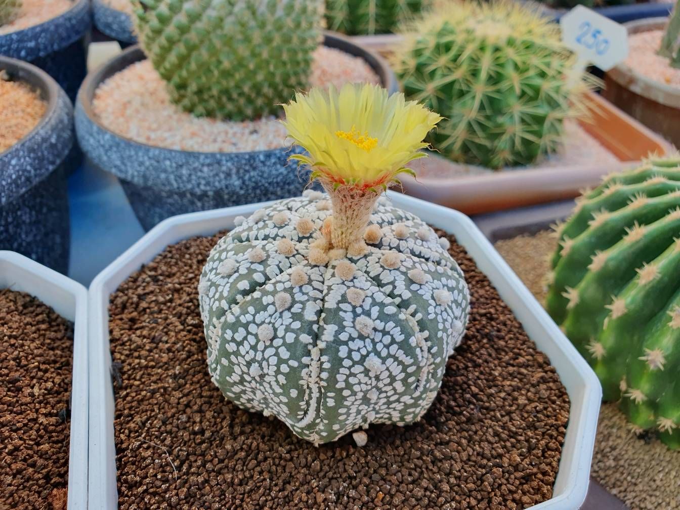 พืชกินน้ำน้อย - Samsung Members