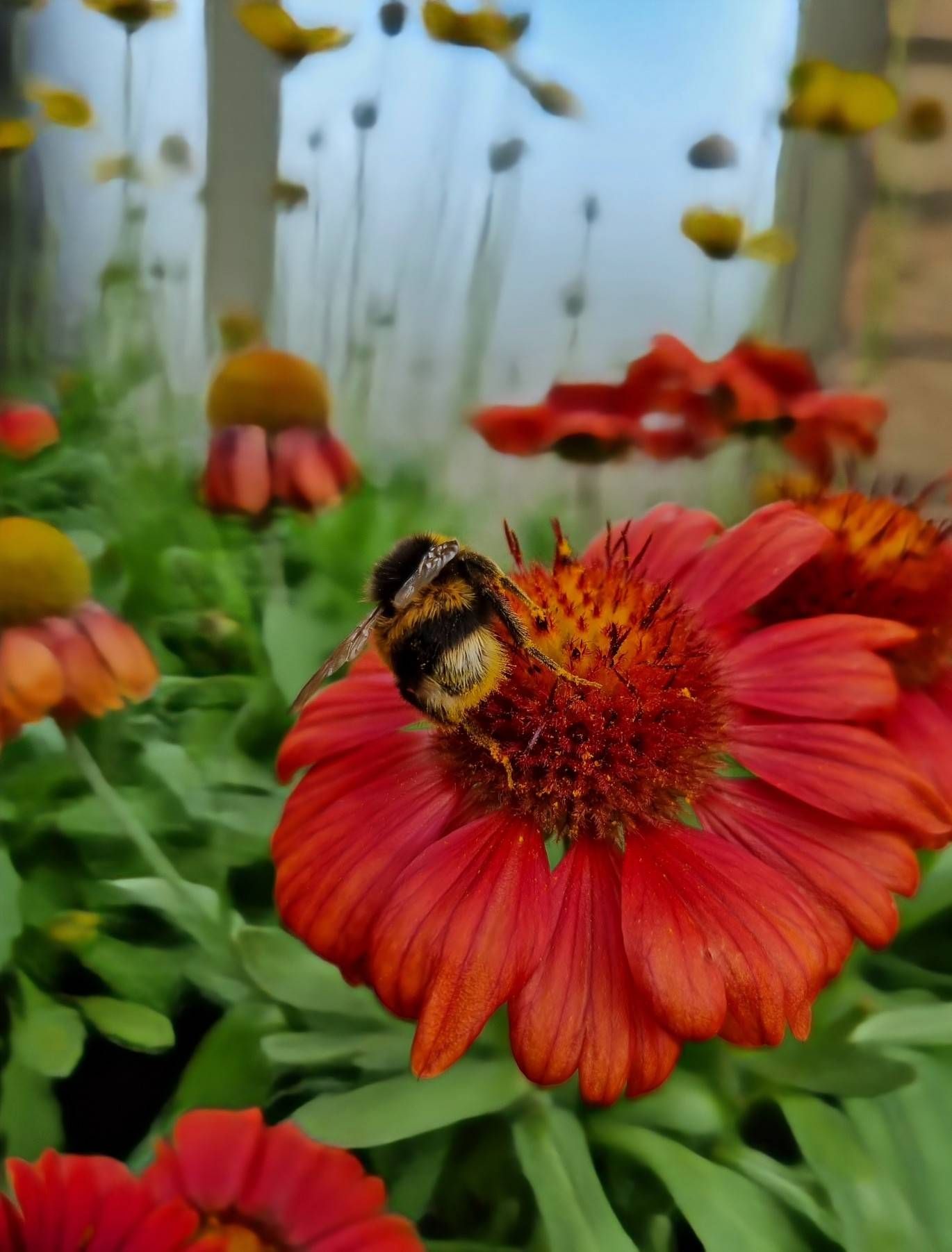 Pollinator **bleep** - Samsung Members