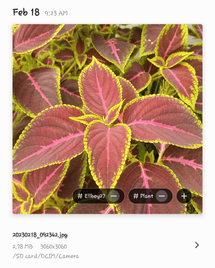Coleus - Samsung Members