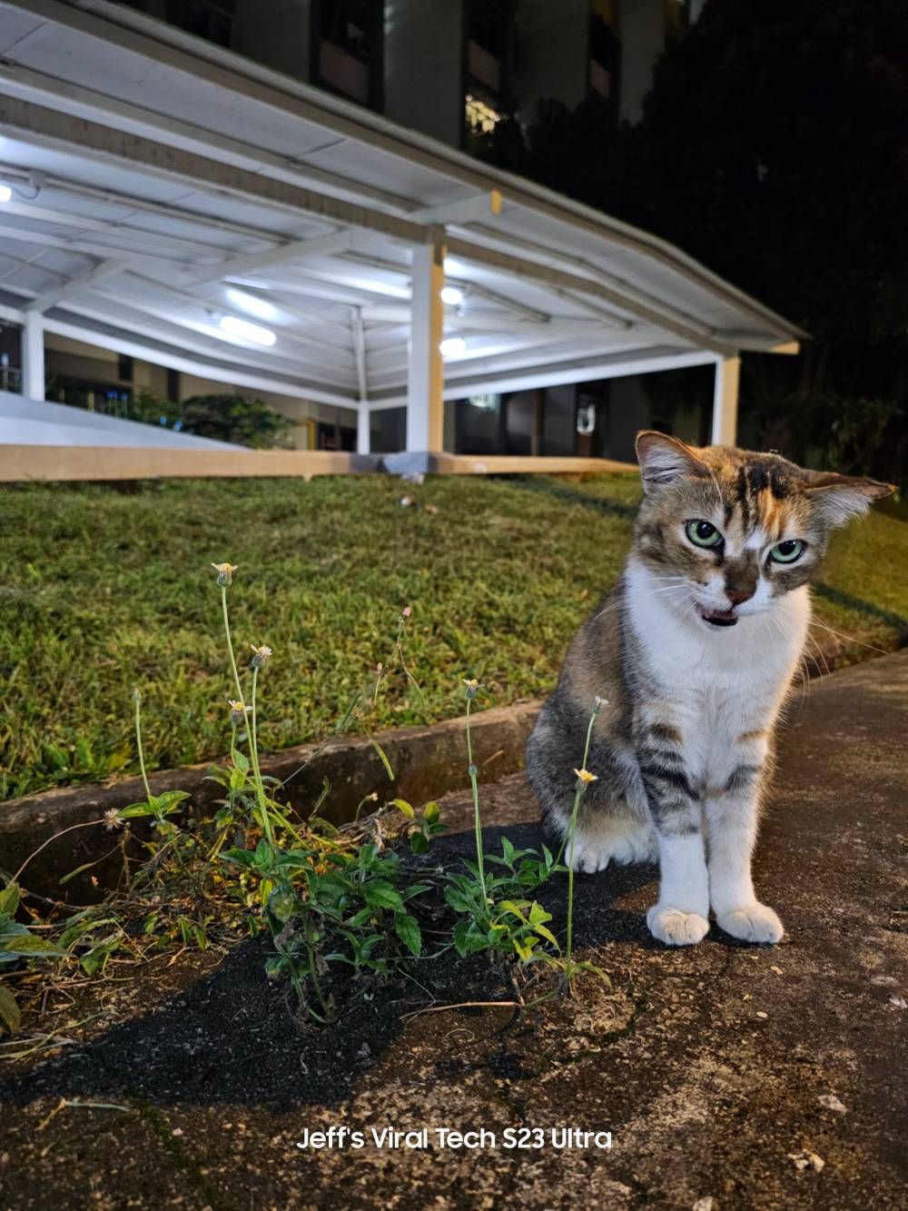 Epic Awesome Animal "Nightography" Shot Of The Sam... - Samsung Members