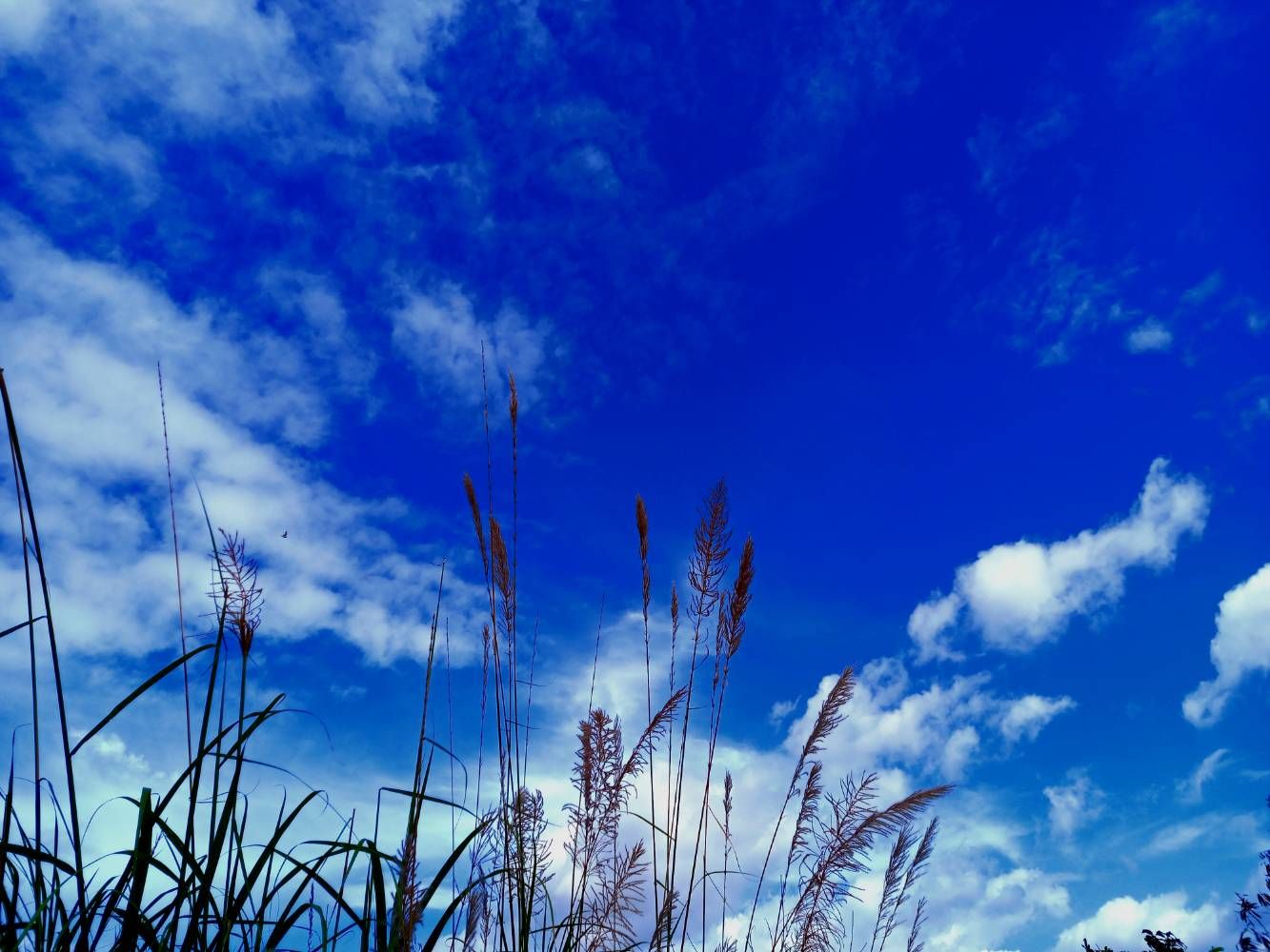 Bunga ilalang dan langit biru - Halaman 2 - Samsung Members