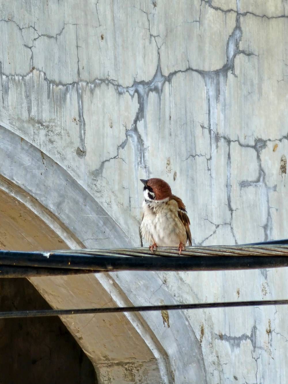 Bird shots - Samsung Members