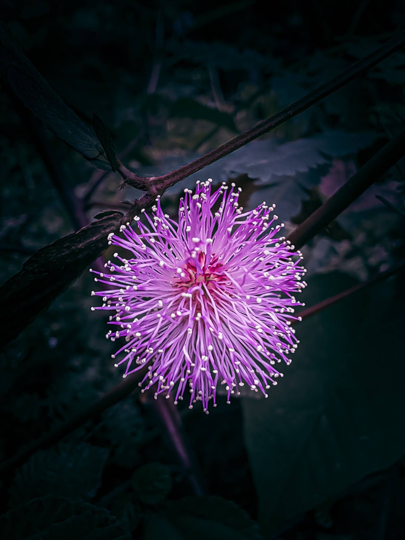 bunga putri malu - Samsung Members