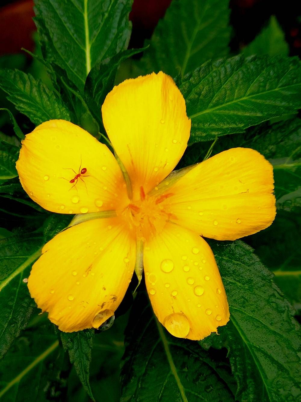 Bunga, Semut dan sisa air hujan - Samsung Members