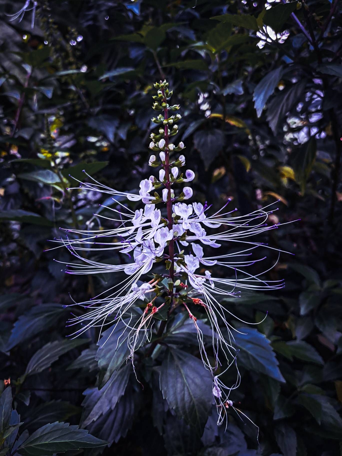 cat whiskers alias bunga kumis kucing - Samsung Members