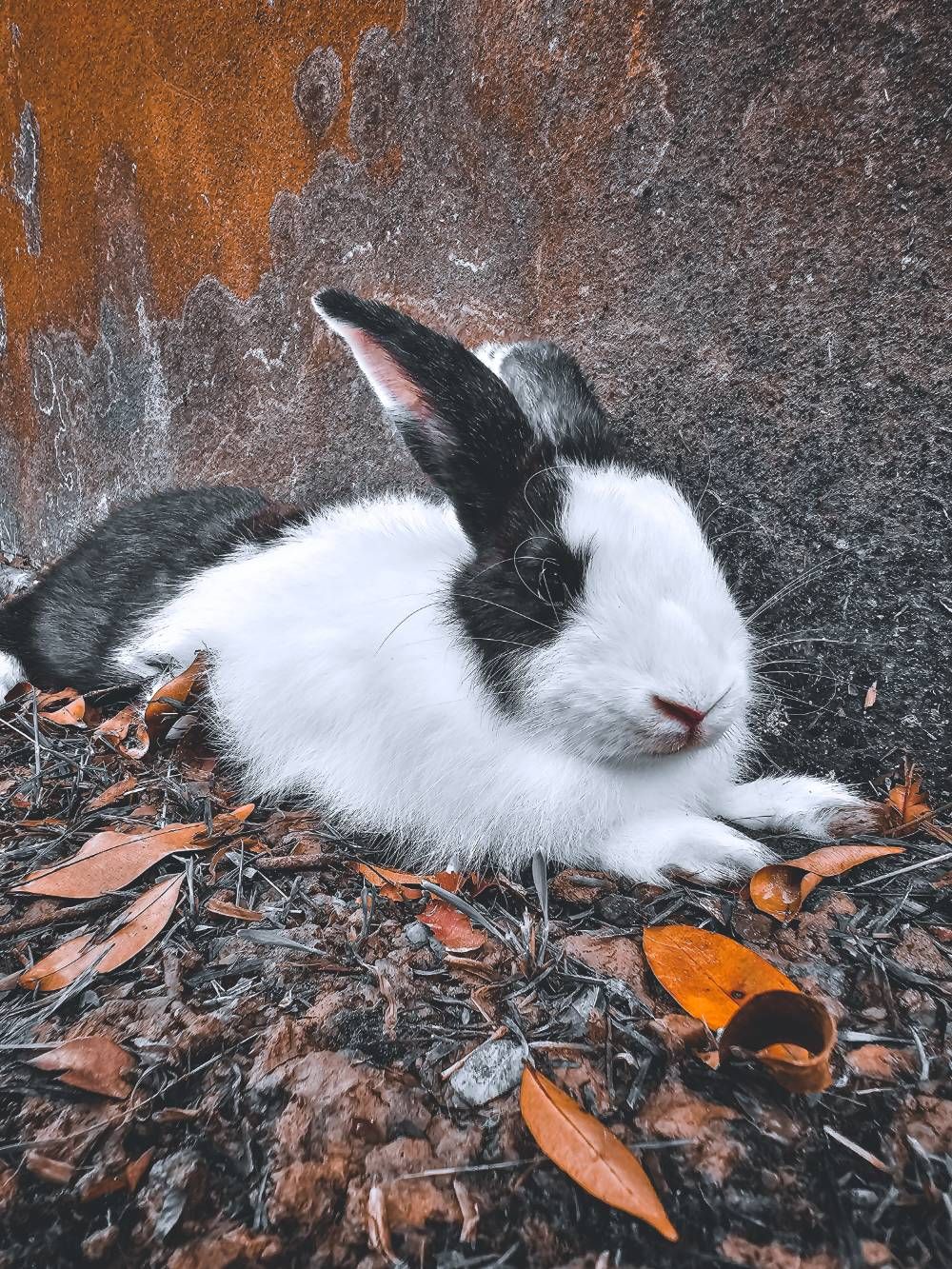 Rabbit - Samsung Members