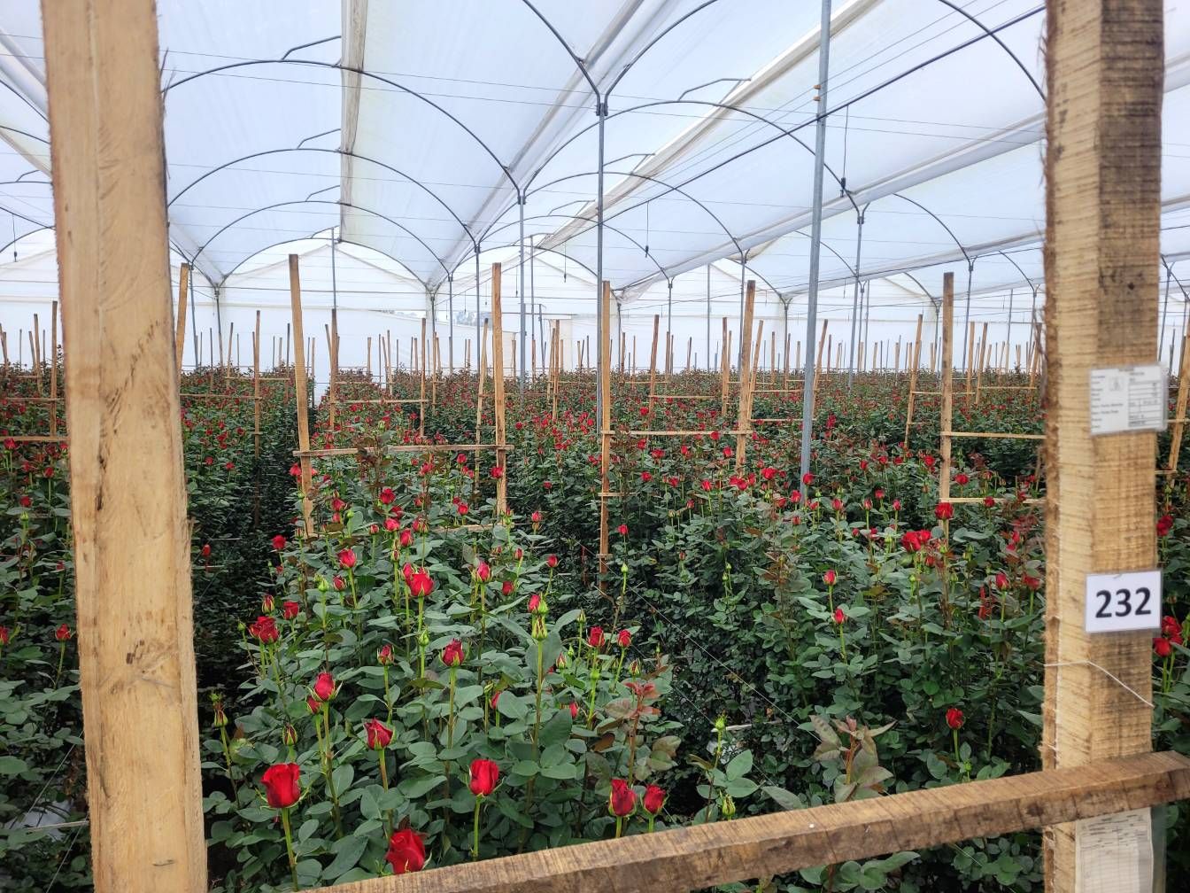 Cultivos de rosas - Samsung Members