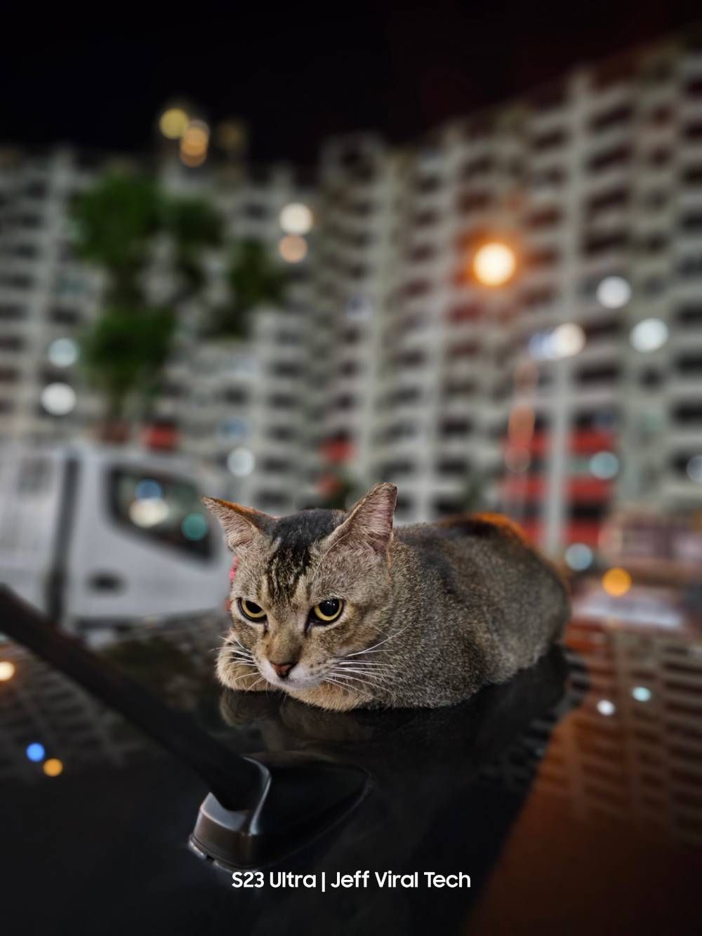 Animal Portrait Shot Of The Samsung Galaxy S23 Ult... - Samsung Members