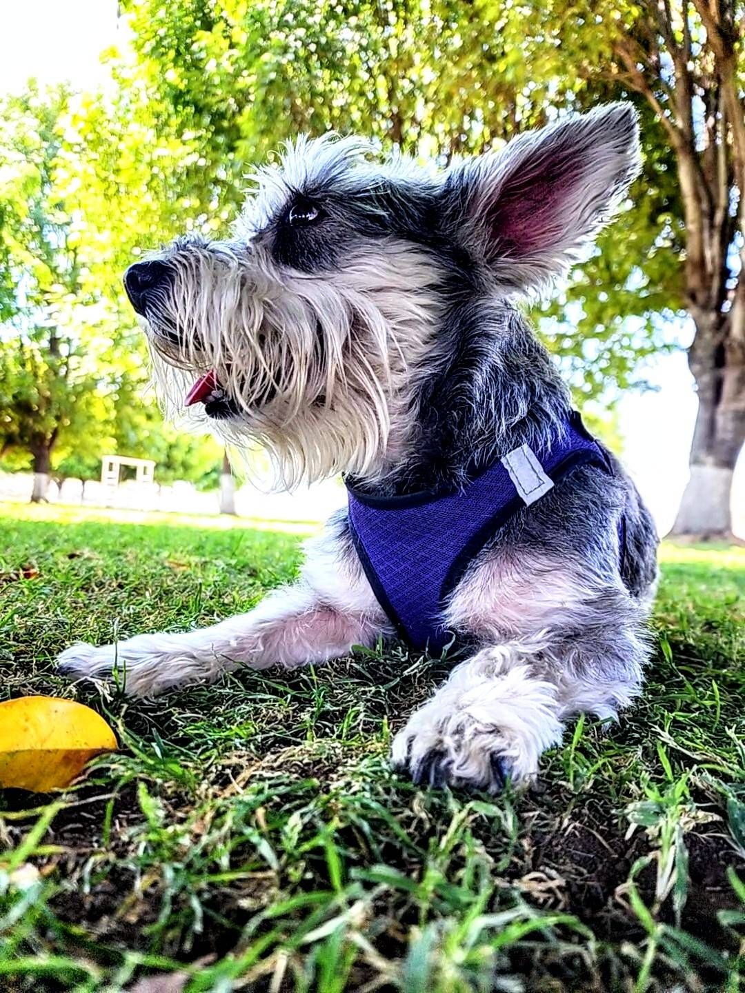 Mascotas - Schnauzer Miniatura - Samsung Members