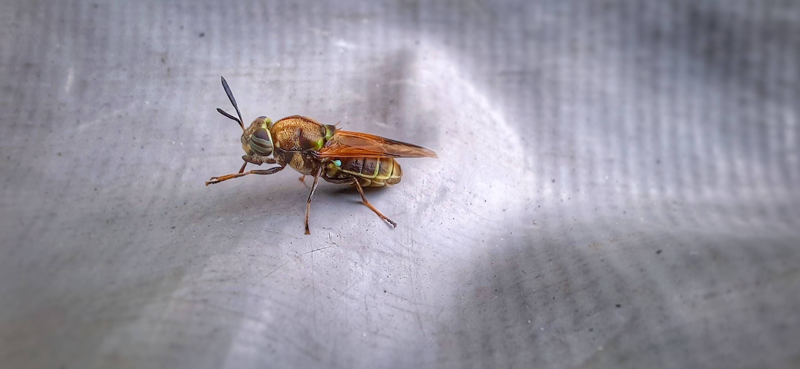 Mosca Mutuca - Samsung Members