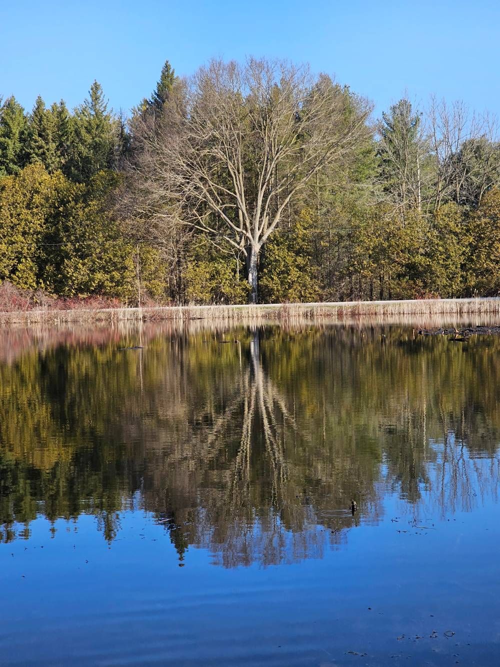 Morning Reflection - Samsung Members