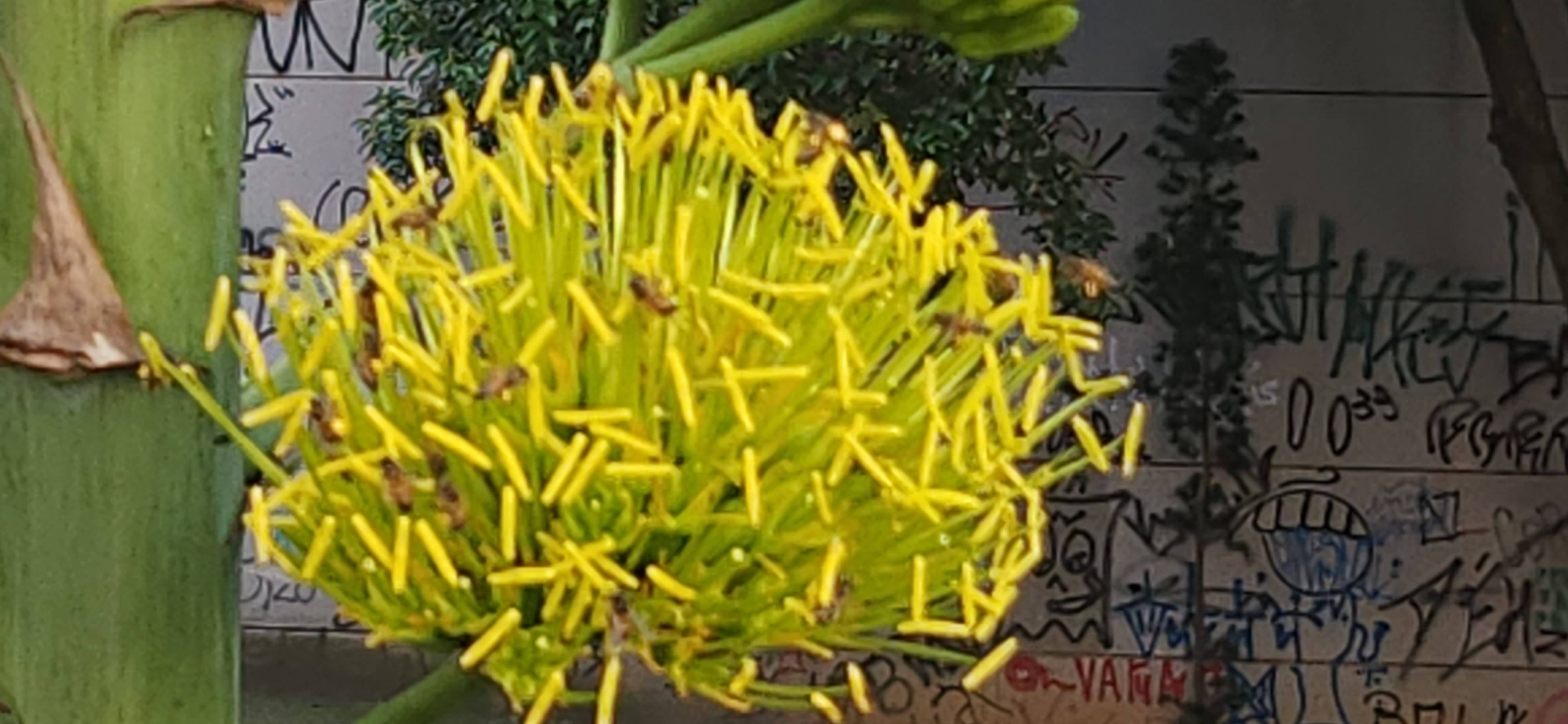 Zoom 30X - Samsung Members