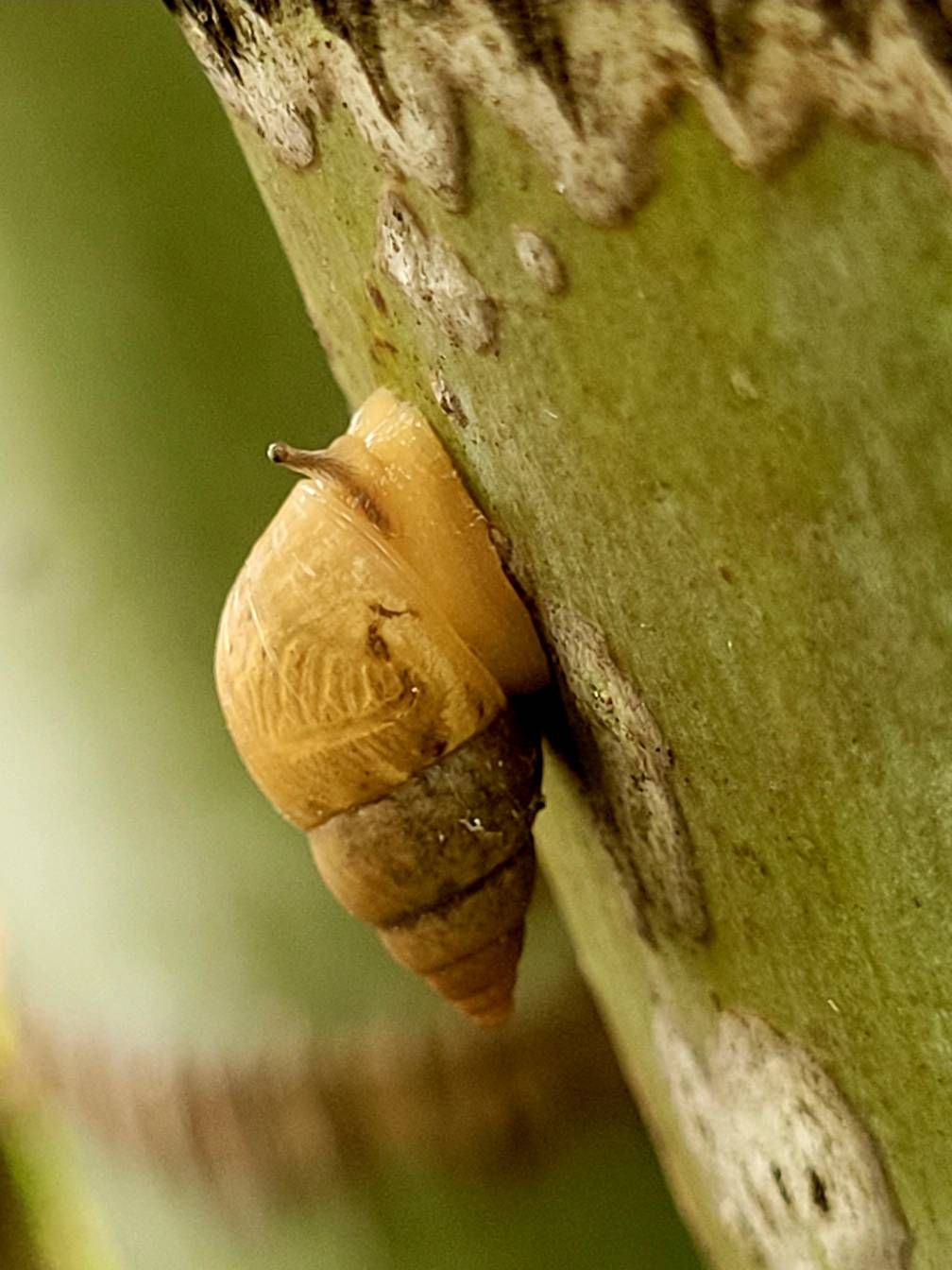 Mini caracol - Samsung Members