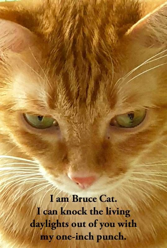 Bruce Cat - Samsung Members