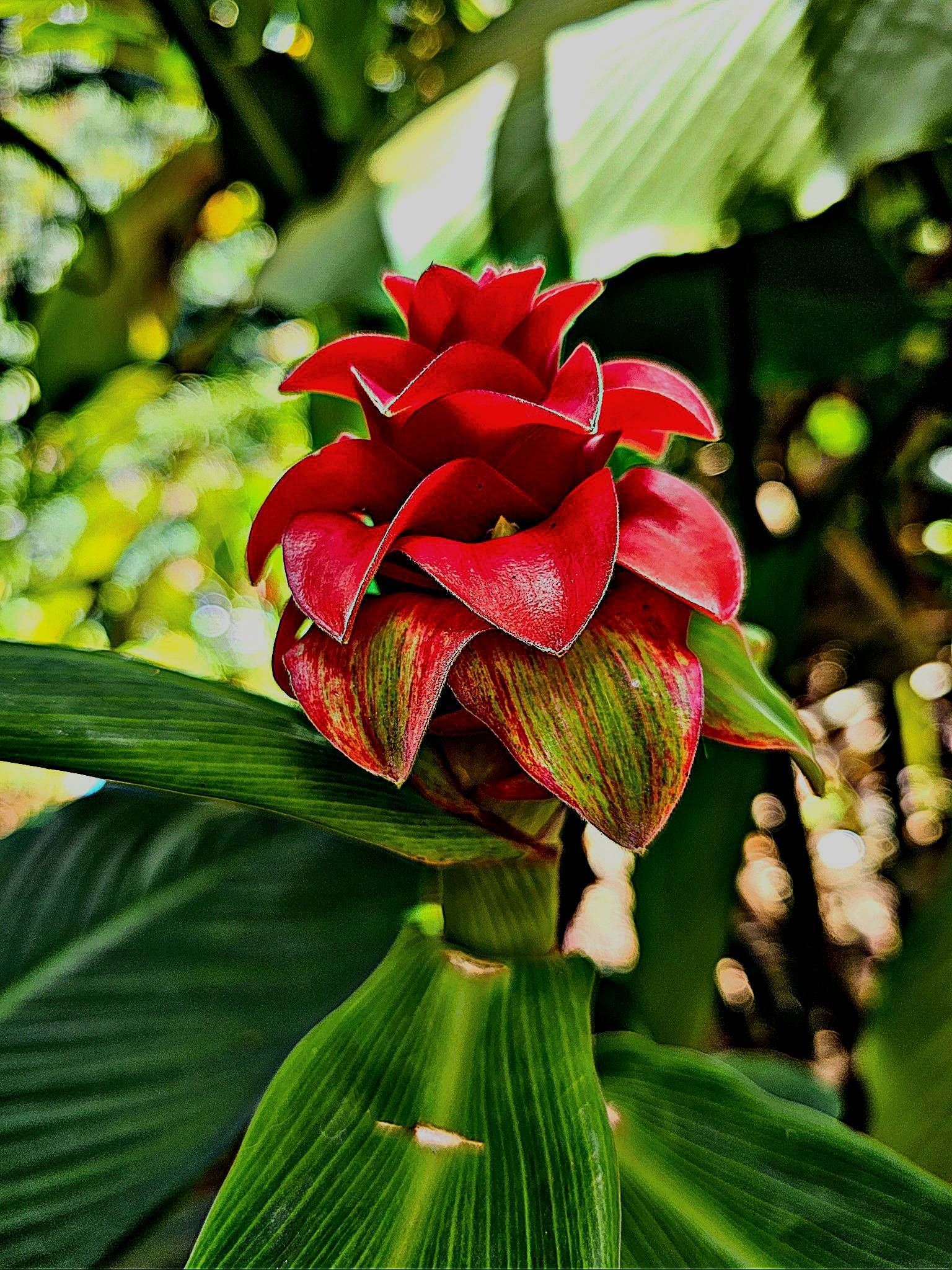 Costus ginger rojo S23ultra - Samsung Members