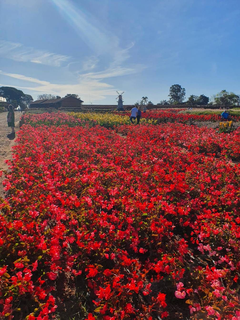 Holambra ️ - Samsung Members