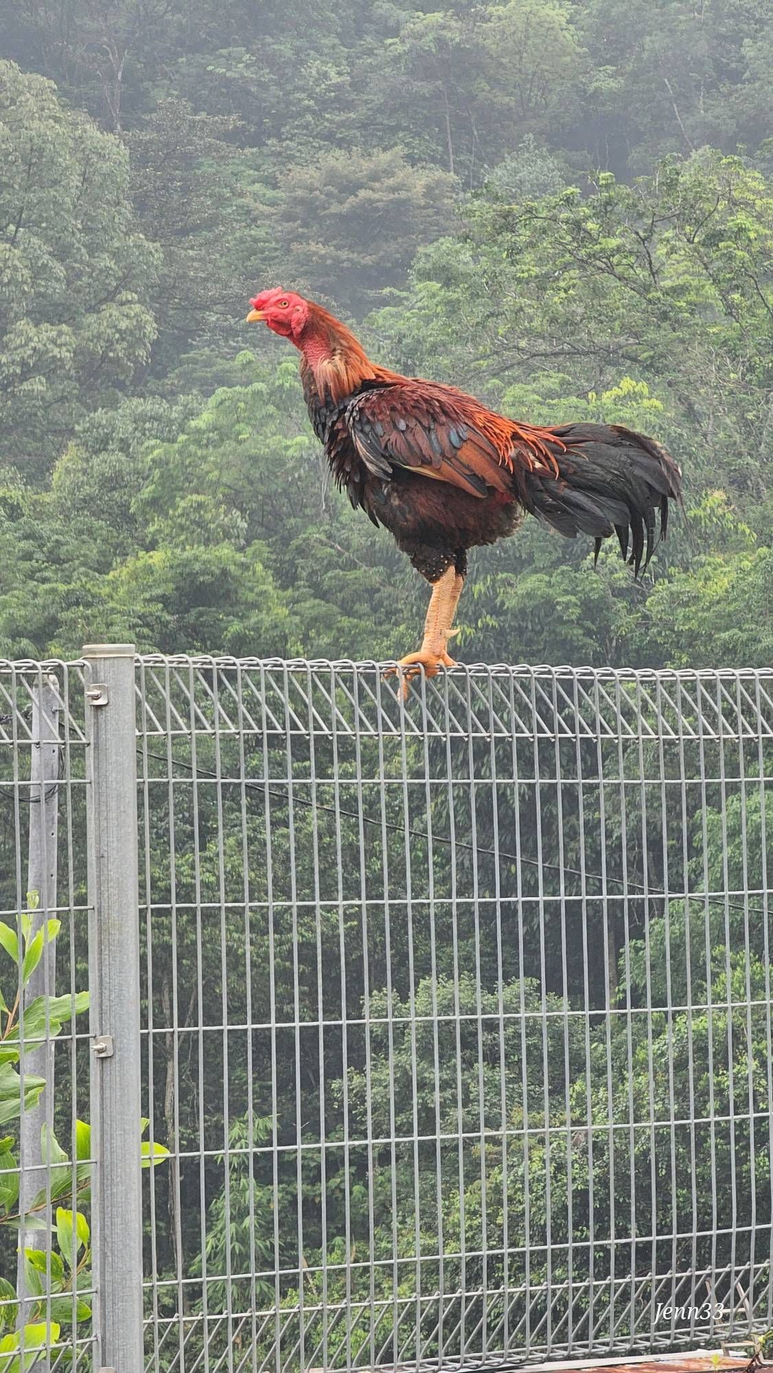 Rugged Rooster - Samsung Members