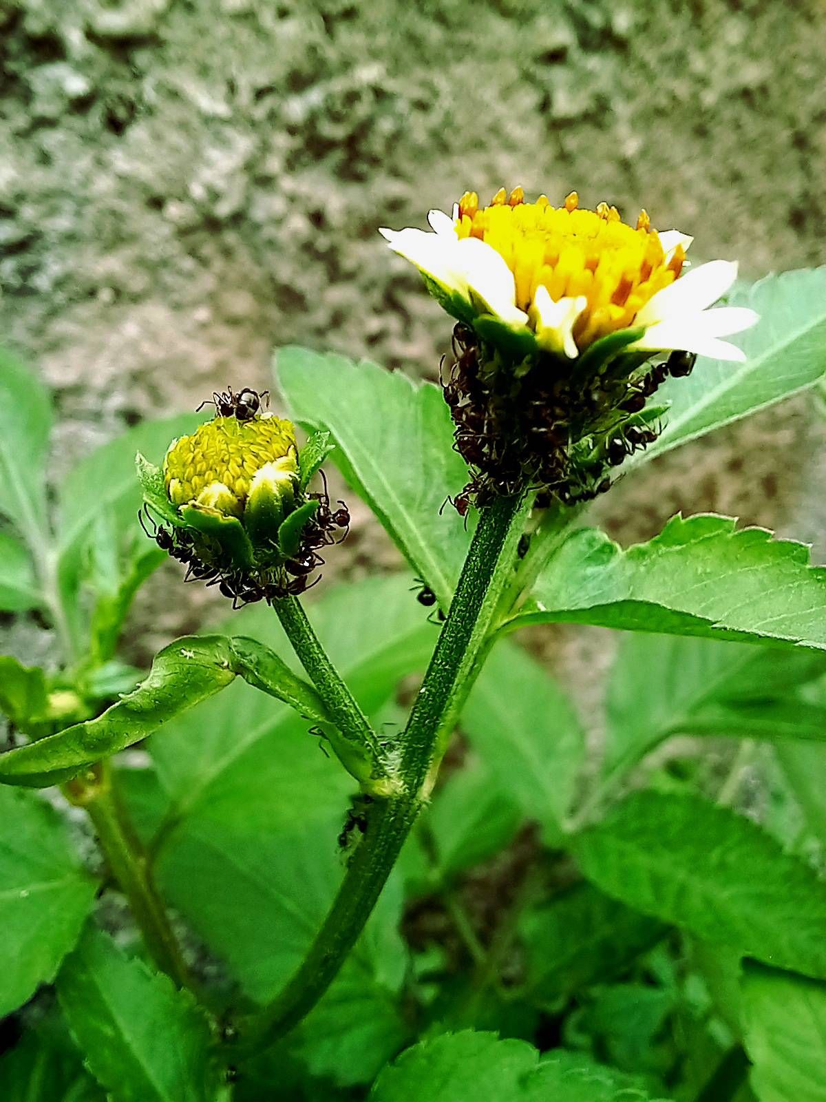 Masih semut dan bunga - Samsung Members