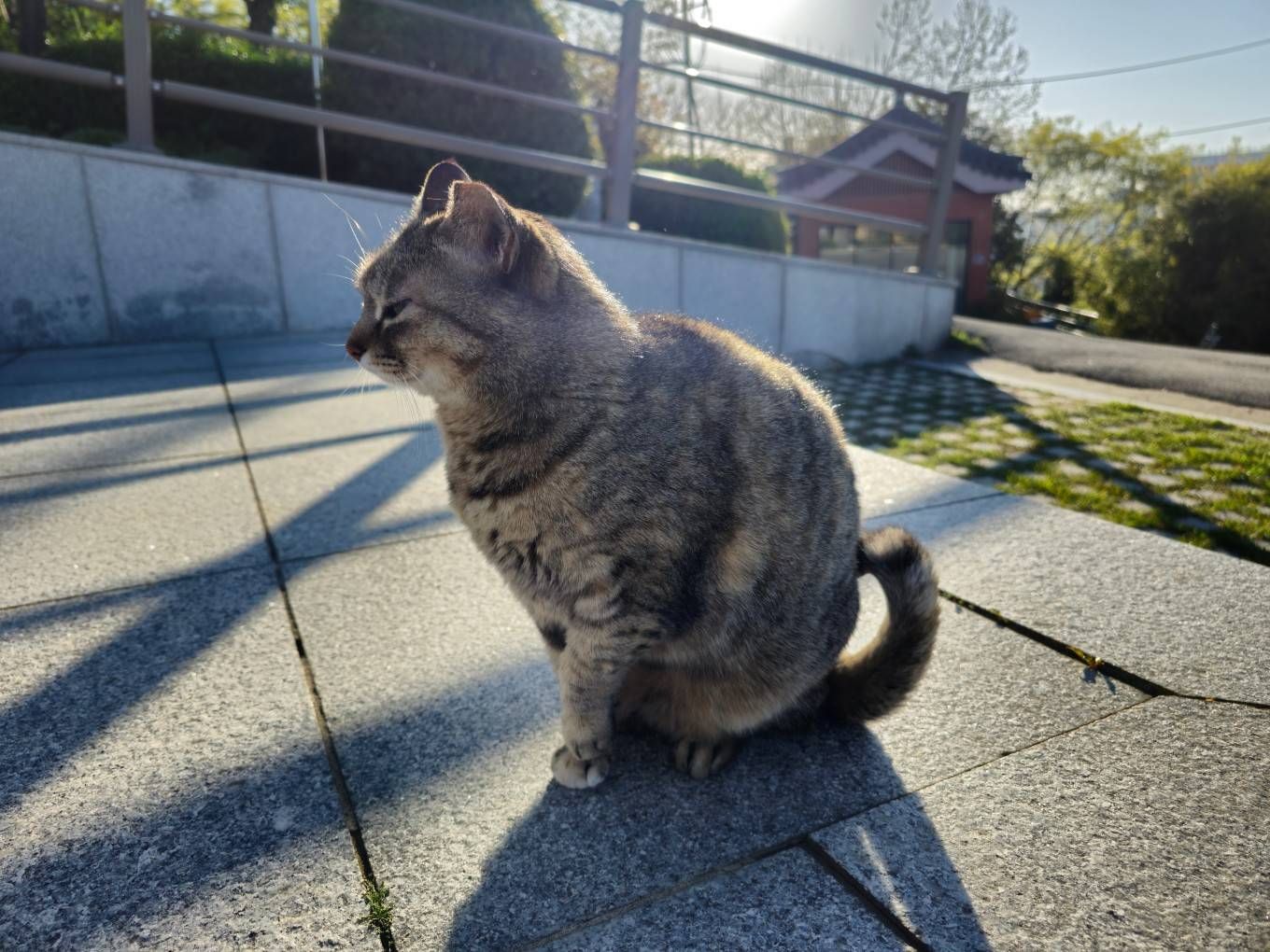 [S23 High Resolution] Stray Cat 🐈 - Samsung Members